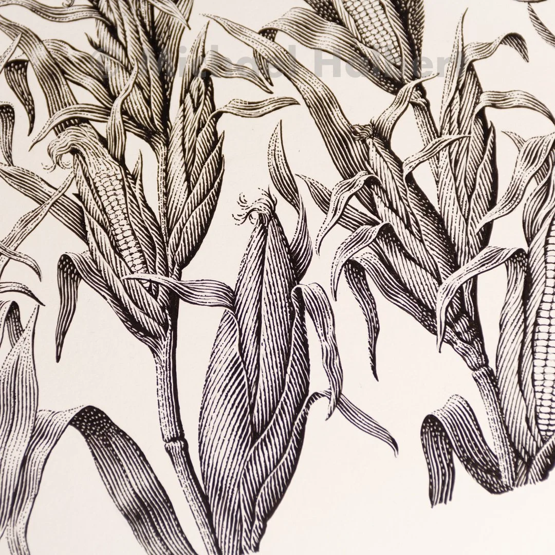 Drawing of Dried Yellow Corn on the Stalk — INKART Studio