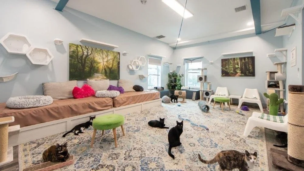 St. Pete's first cat-friendly co-working space Whiskers Workspace will ...