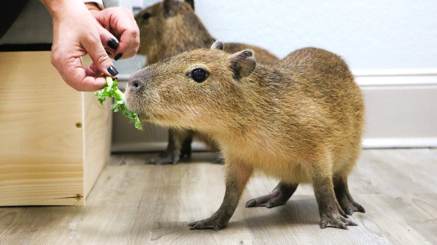 Capybara Cafe opening next month in St. Pete will let you cuddle ...
