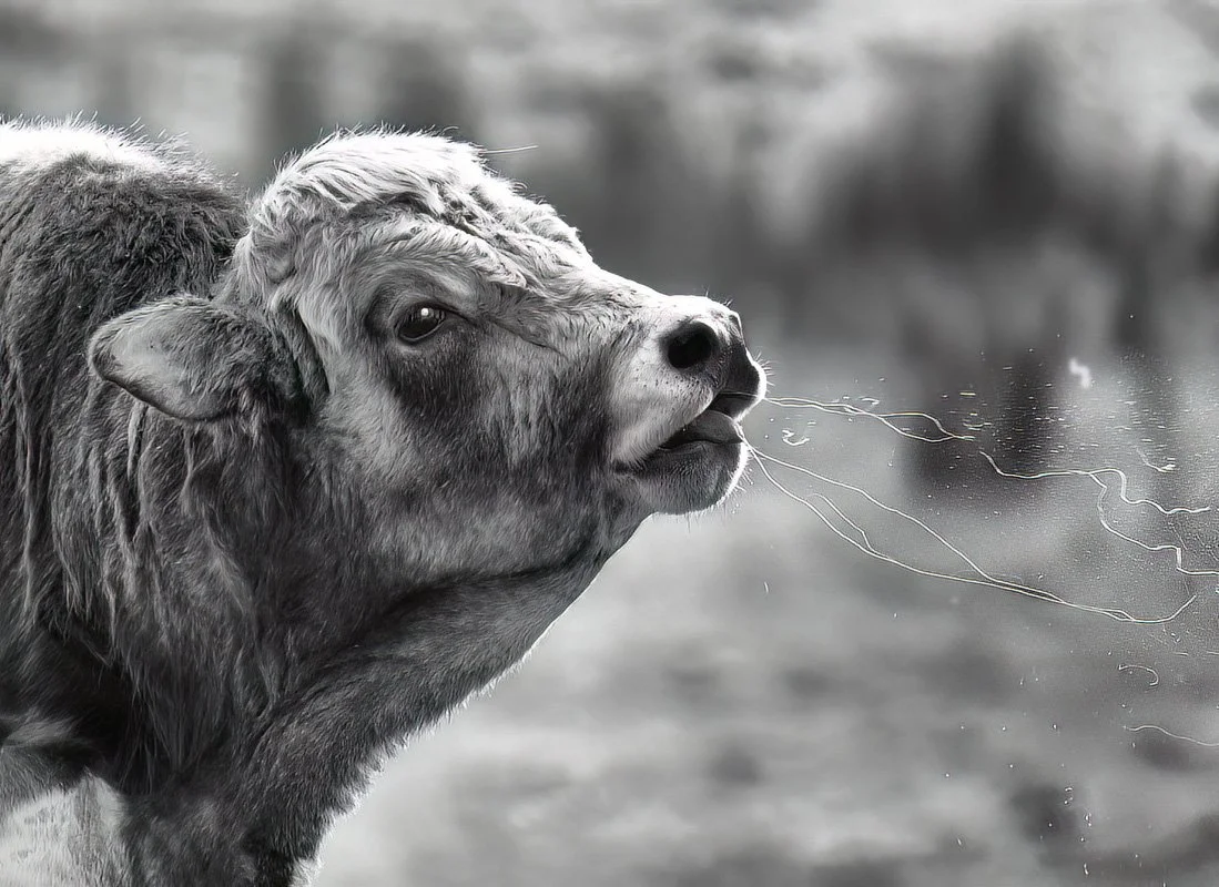 PSA PID Entries 2023/2024 — Northern Tasmania Camera Club