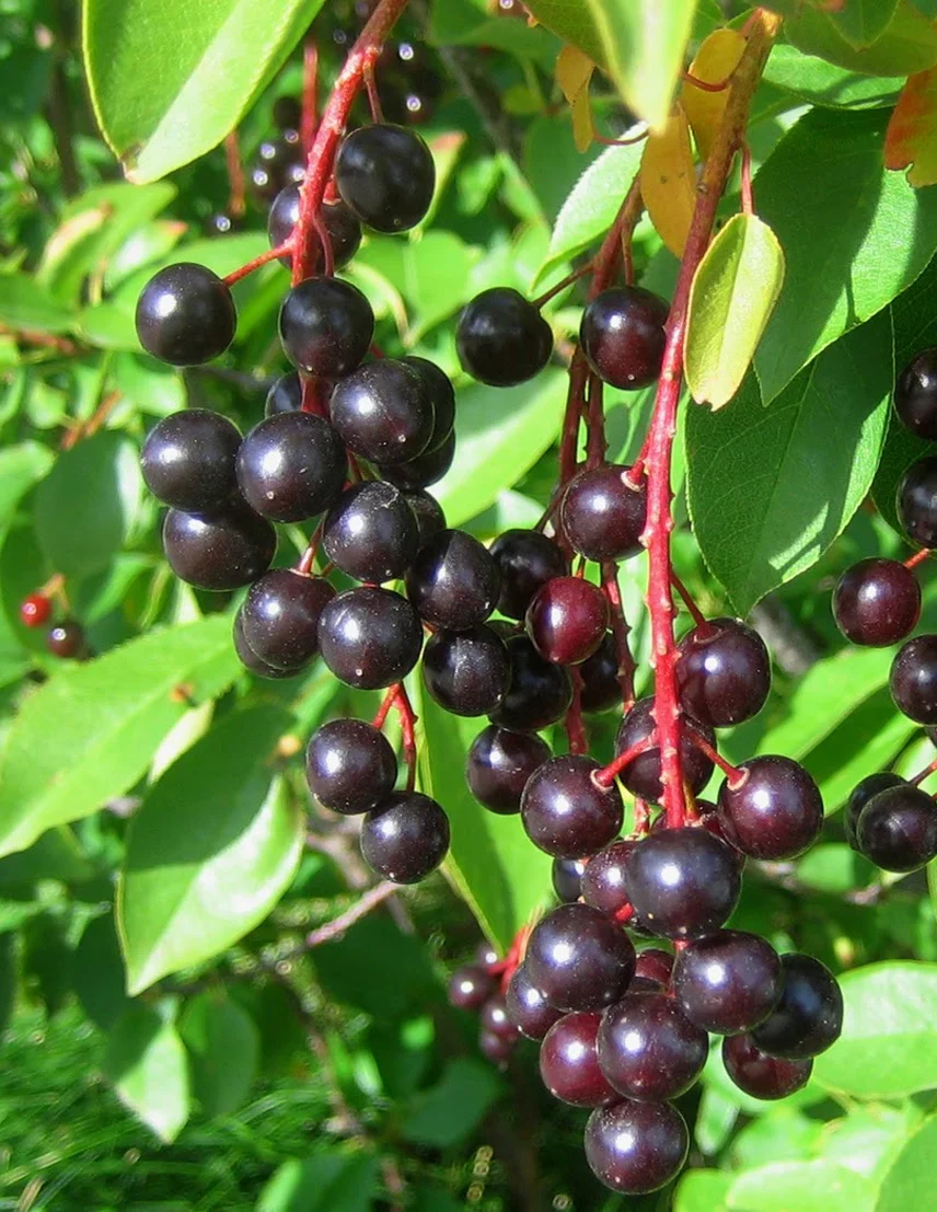 Bush Tucker — Plants Plus Cumberland Forest