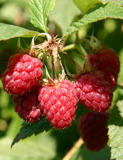 Bush Tucker — Plants Plus Cumberland Forest