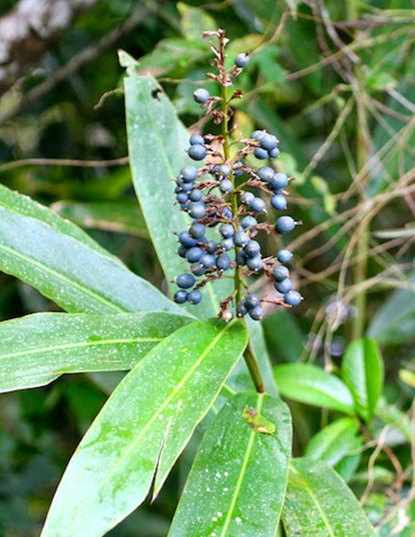 Bush Tucker — Plants Plus Cumberland Forest