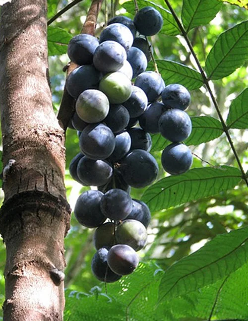 Bush Tucker — Plants Plus Cumberland Forest