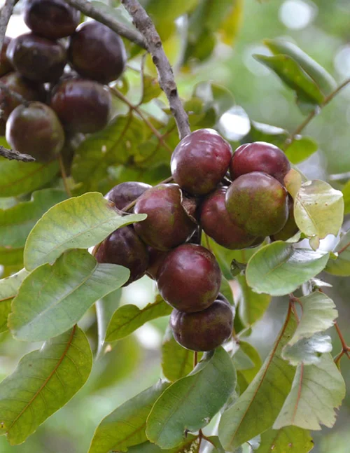 Bush Tucker — Plants Plus Cumberland Forest