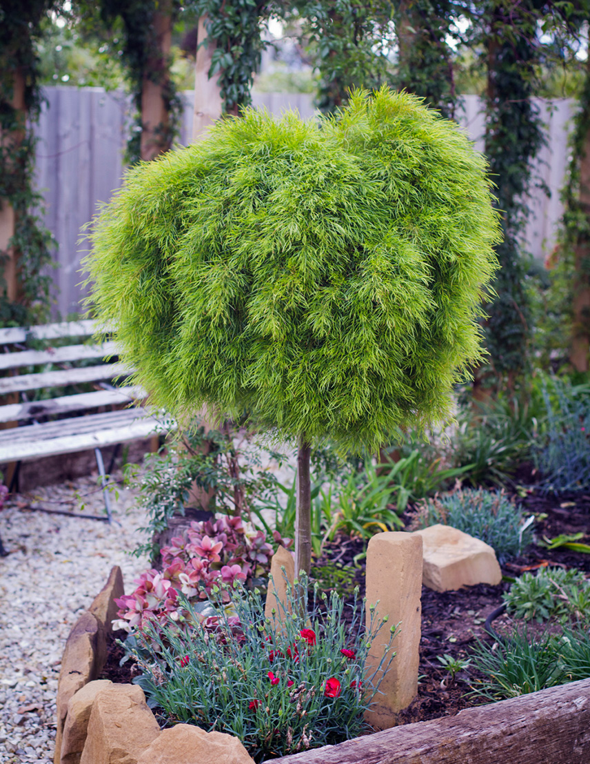 Native Shrubs — Plants Plus Cumberland Forest