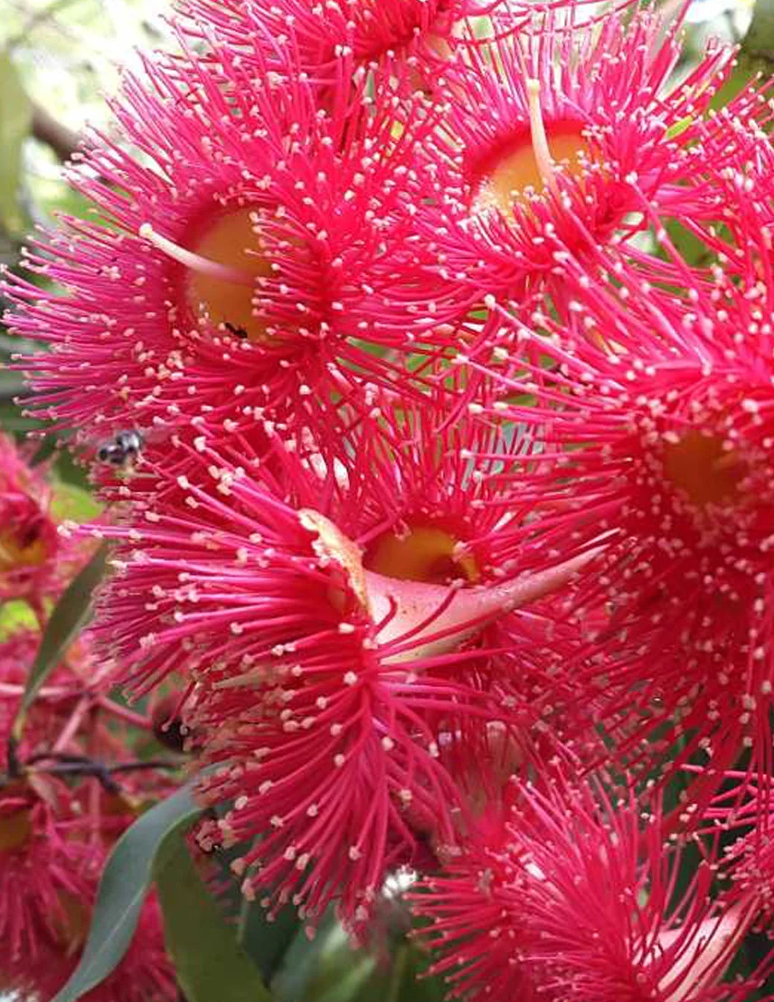 Native Trees — Plants Plus Cumberland Forest