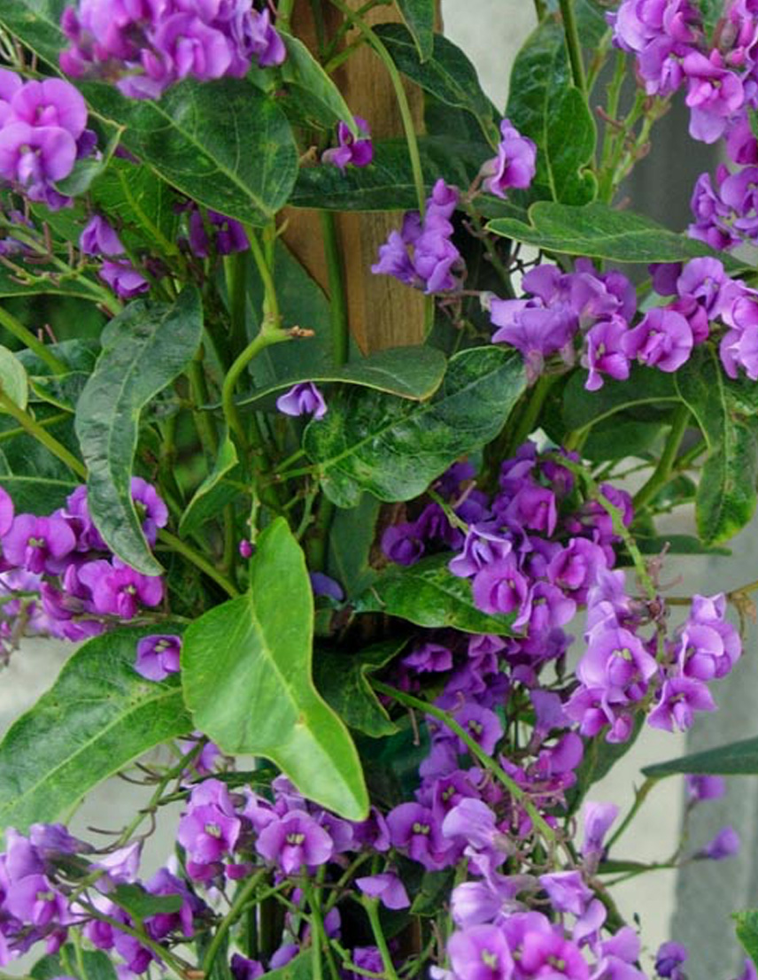 Native Climbers — Plants Plus Cumberland Forest