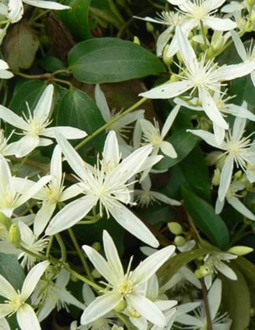 Native Climbers — Plants Plus Cumberland Forest