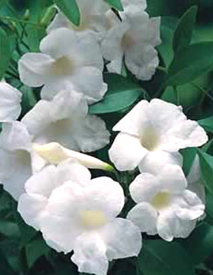 Native Climbers — Plants Plus Cumberland Forest