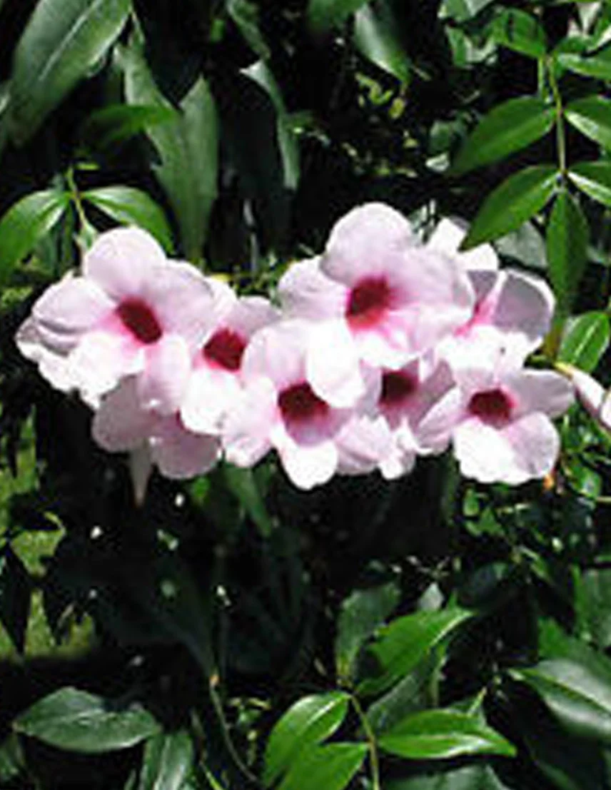 Native Climbers — Plants Plus Cumberland Forest