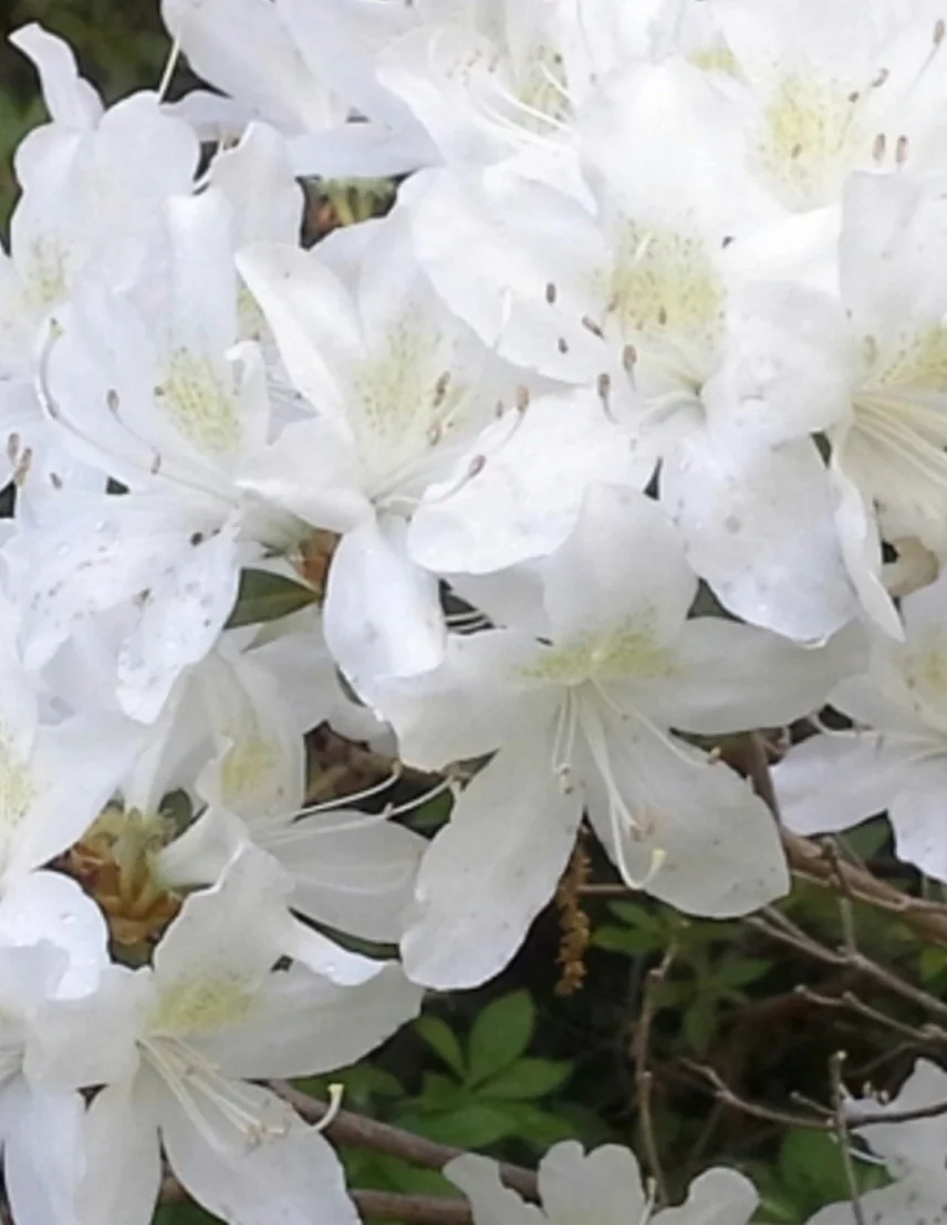 Exotic Shrubs — Plants Plus Cumberland Forest