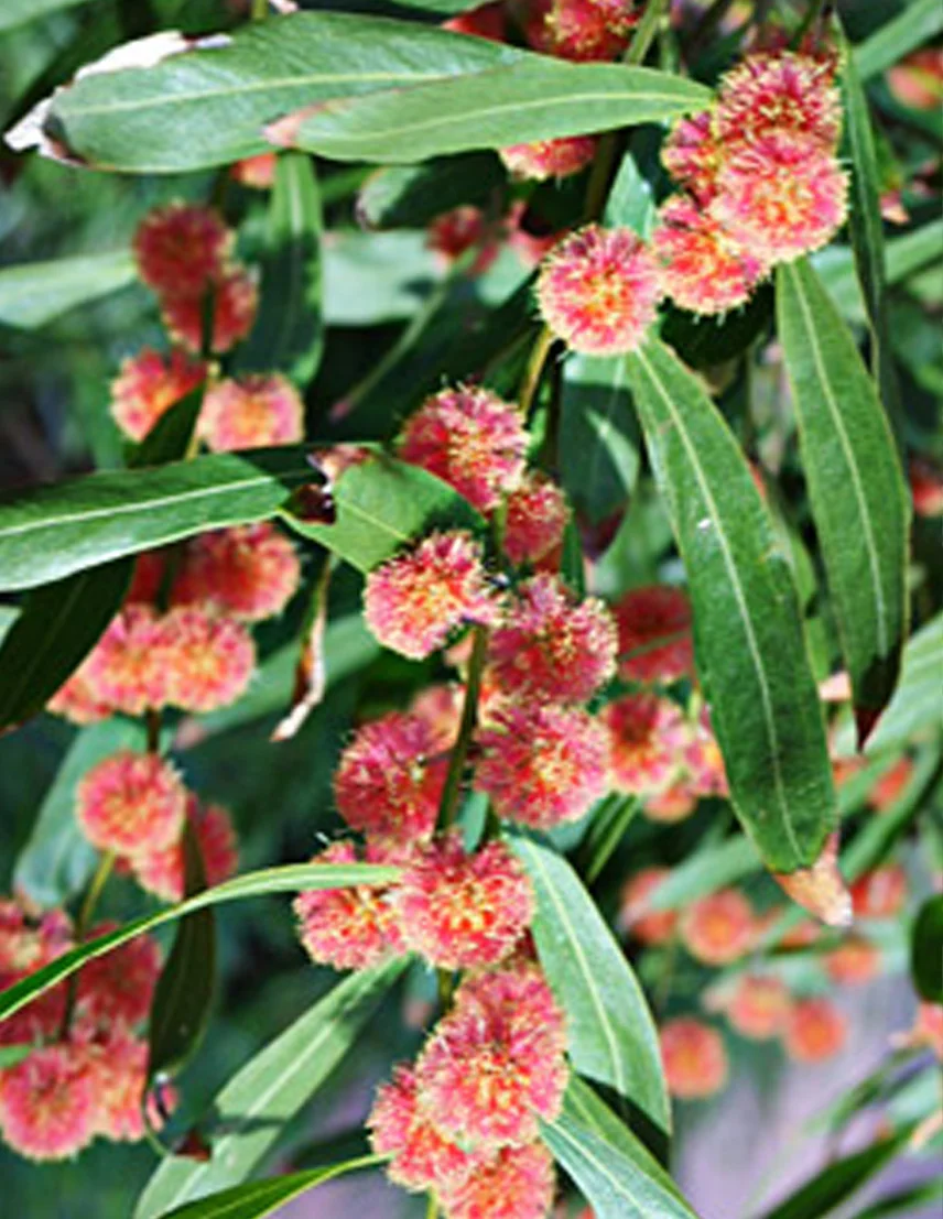 Native Shrubs — Plants Plus Cumberland Forest