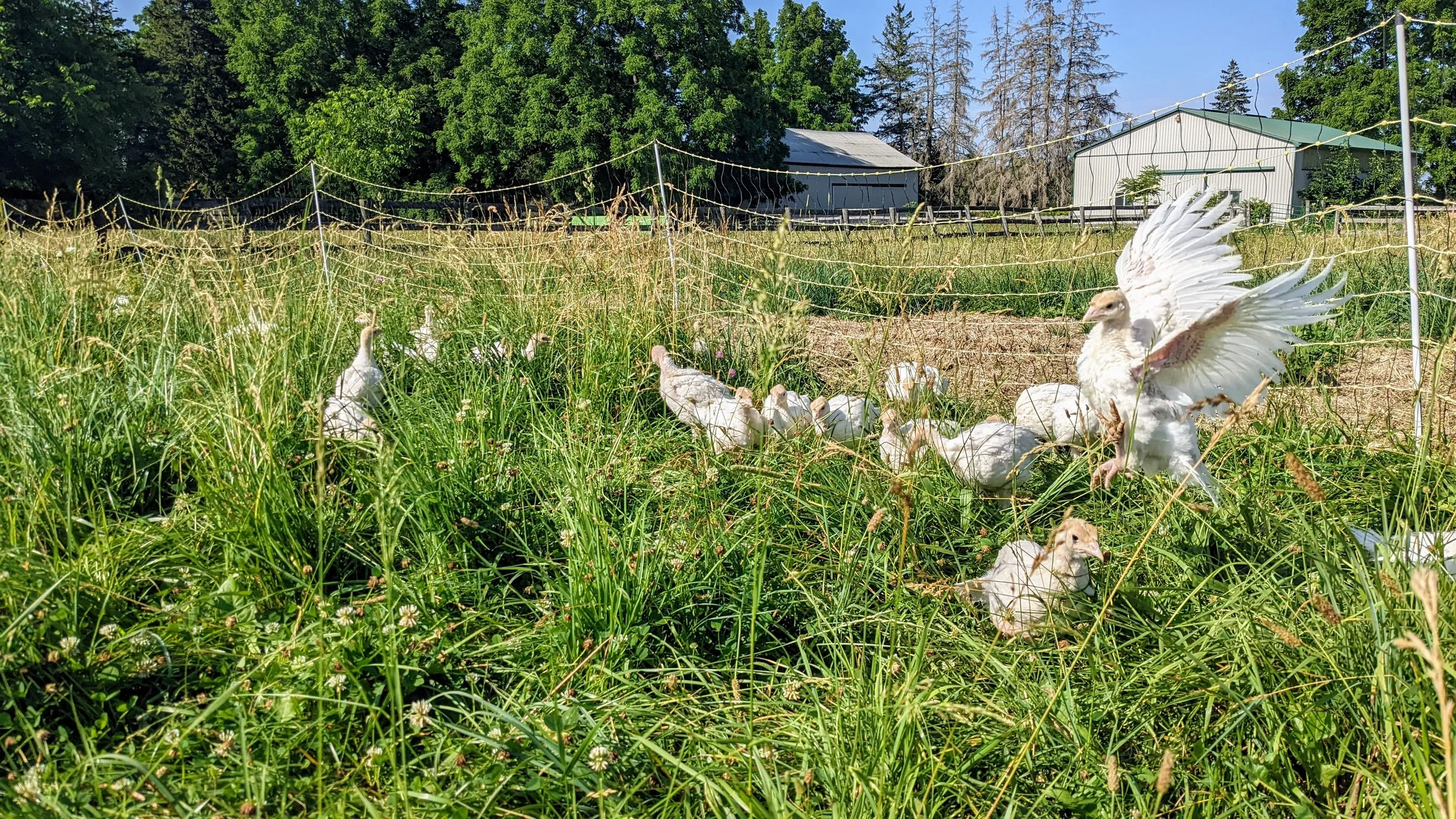 Photos — Little Fields Farm