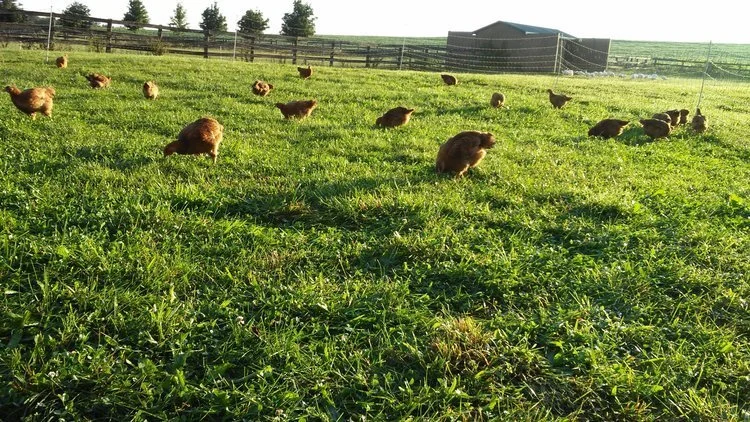 Little Fields Farm