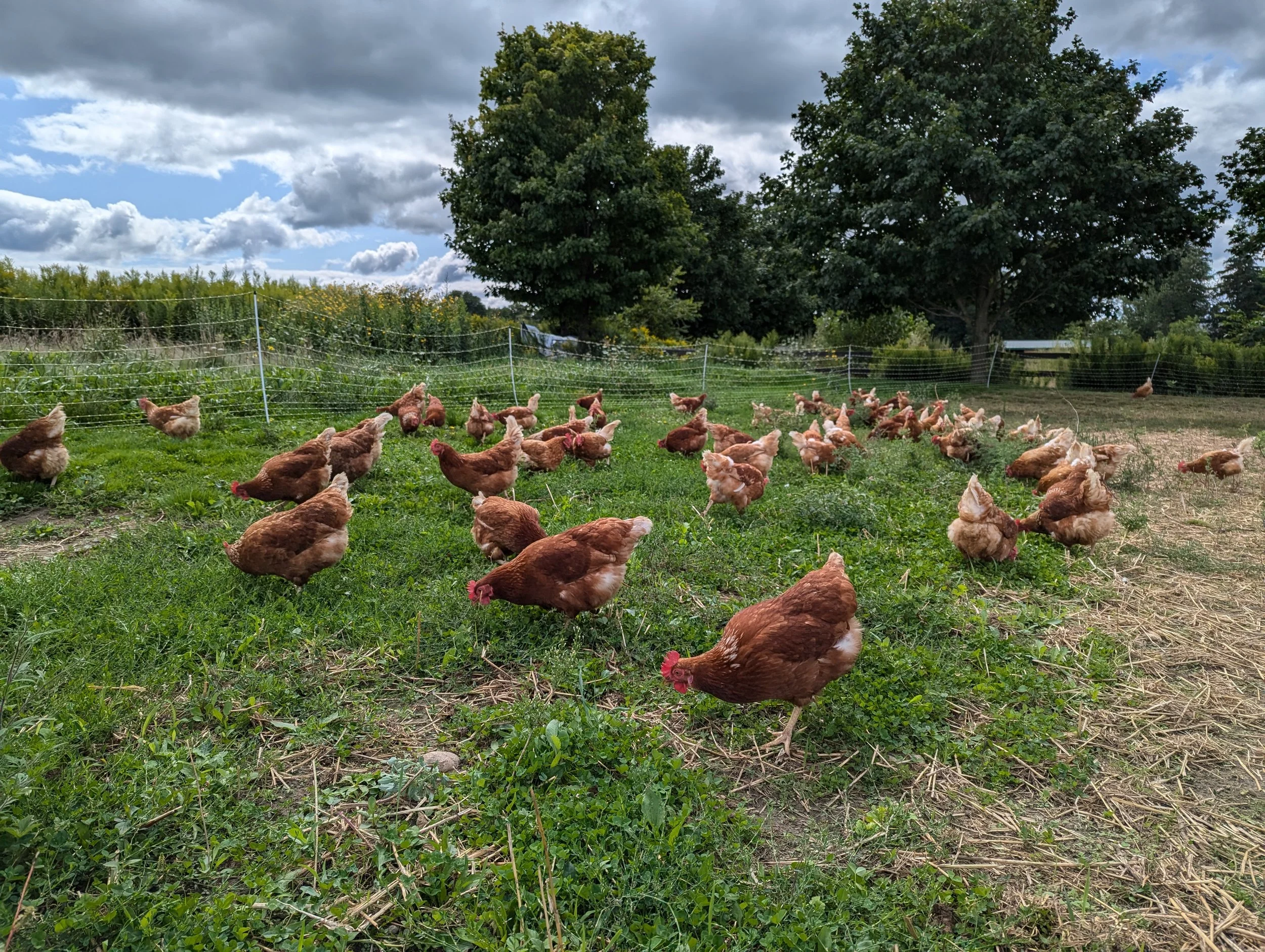 CSA SIGN UP — Little Fields Farm