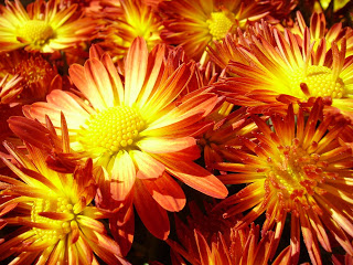 Overwintering Mums — Bob's Market and Greenhouses