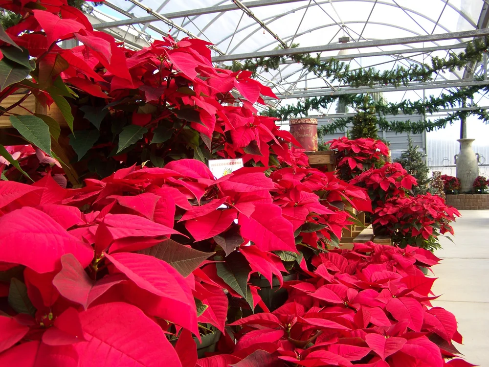 The History of Poinsettias — Bob's Market and Greenhouses
