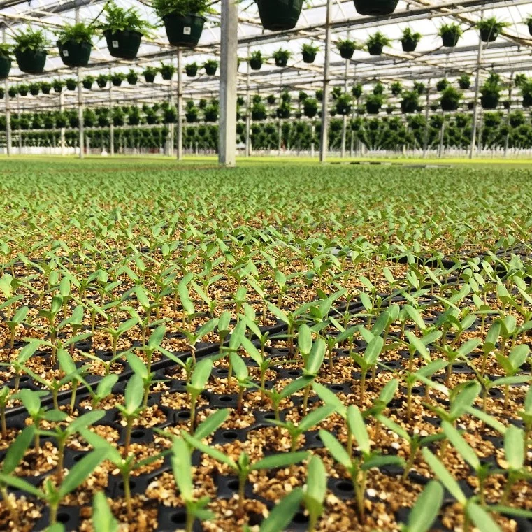 Wholesale Plugs — Bob's Market and Greenhouses