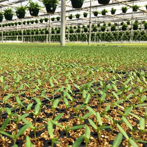 Wholesale Plugs — Bob's Market and Greenhouses