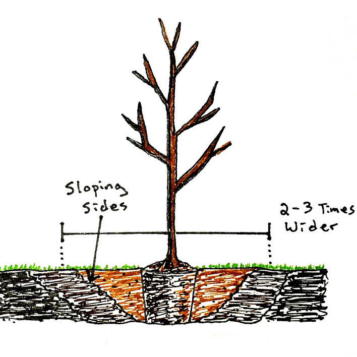 Planting Containerized Trees — Bob's Market and Greenhouses
