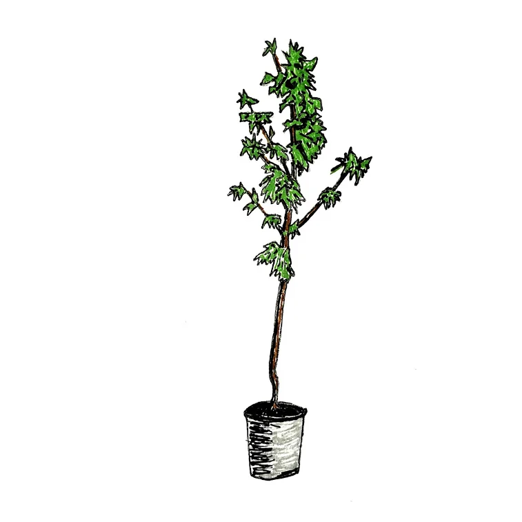 Planting Containerized Trees — Bob's Market and Greenhouses