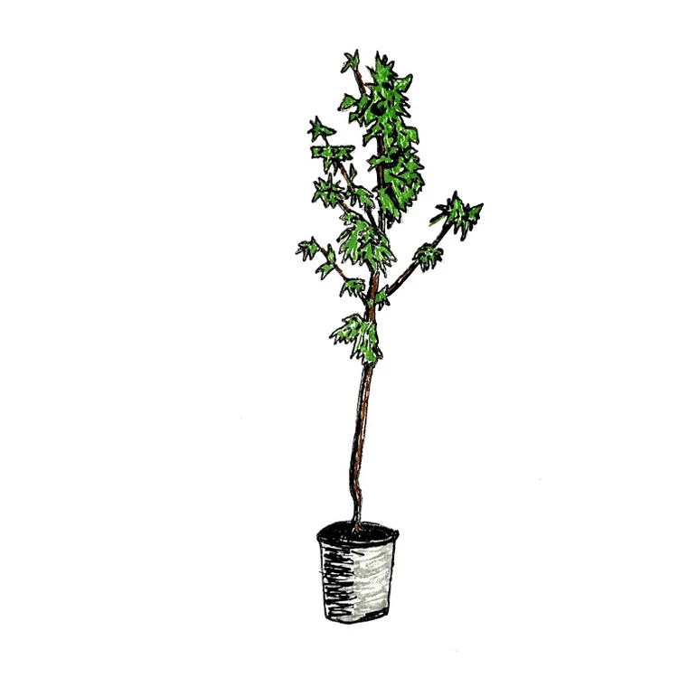 Planting Containerized Trees — Bob's Market and Greenhouses