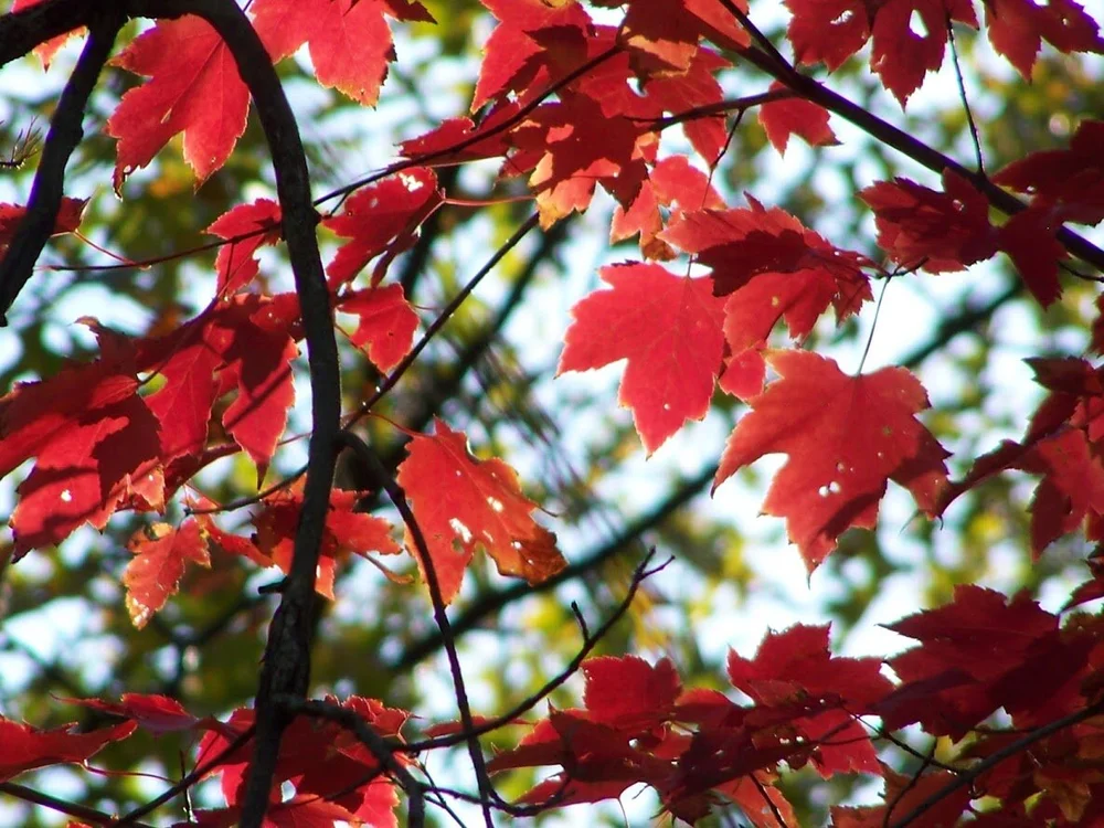 The Science of Fall Color — Bob's Market and Greenhouses