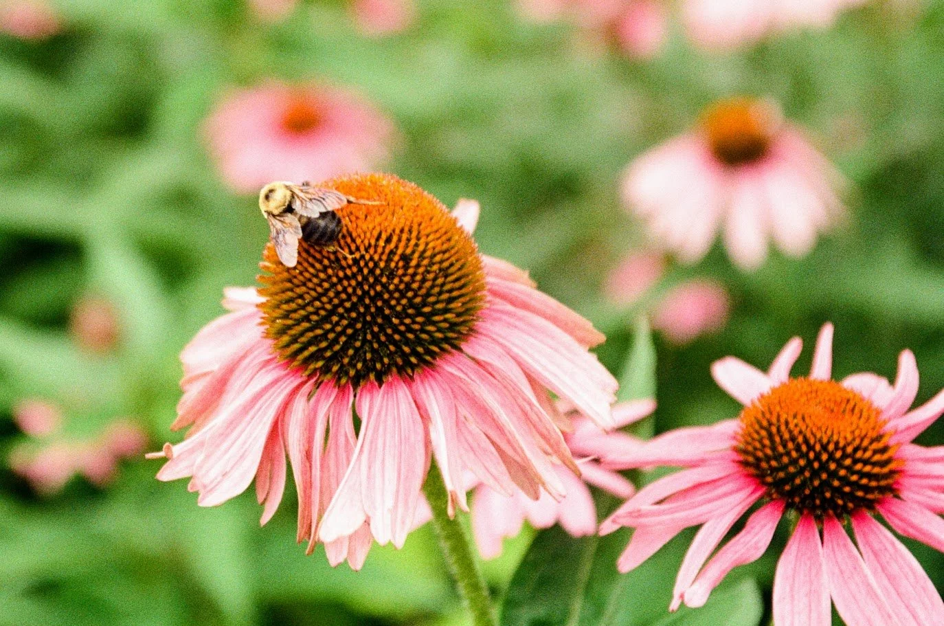Beat the Heat: Top Heat-Resistant Plants for Your Landscape — Bob's ...