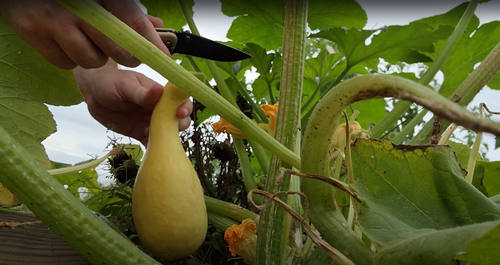 Growing Summer Squash — Bob's Market and Greenhouses