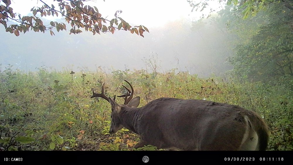 Planting Food Plots for Whitetail Deer Hunting — Bob's Market and ...