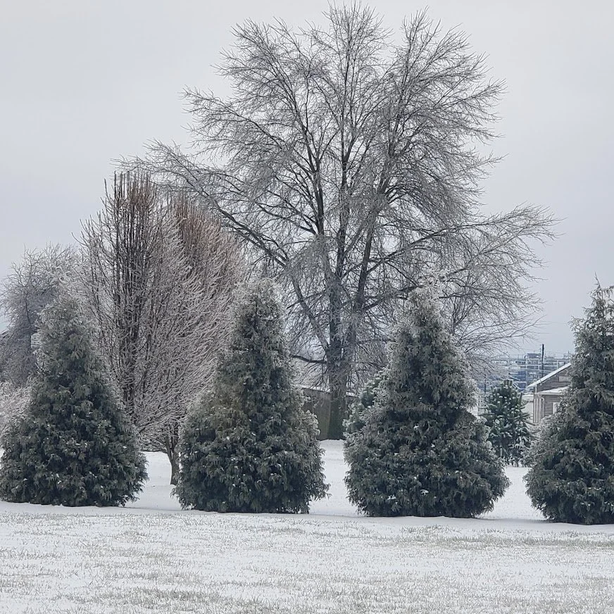 Icepocalypse Now — Bob's Market and Greenhouses