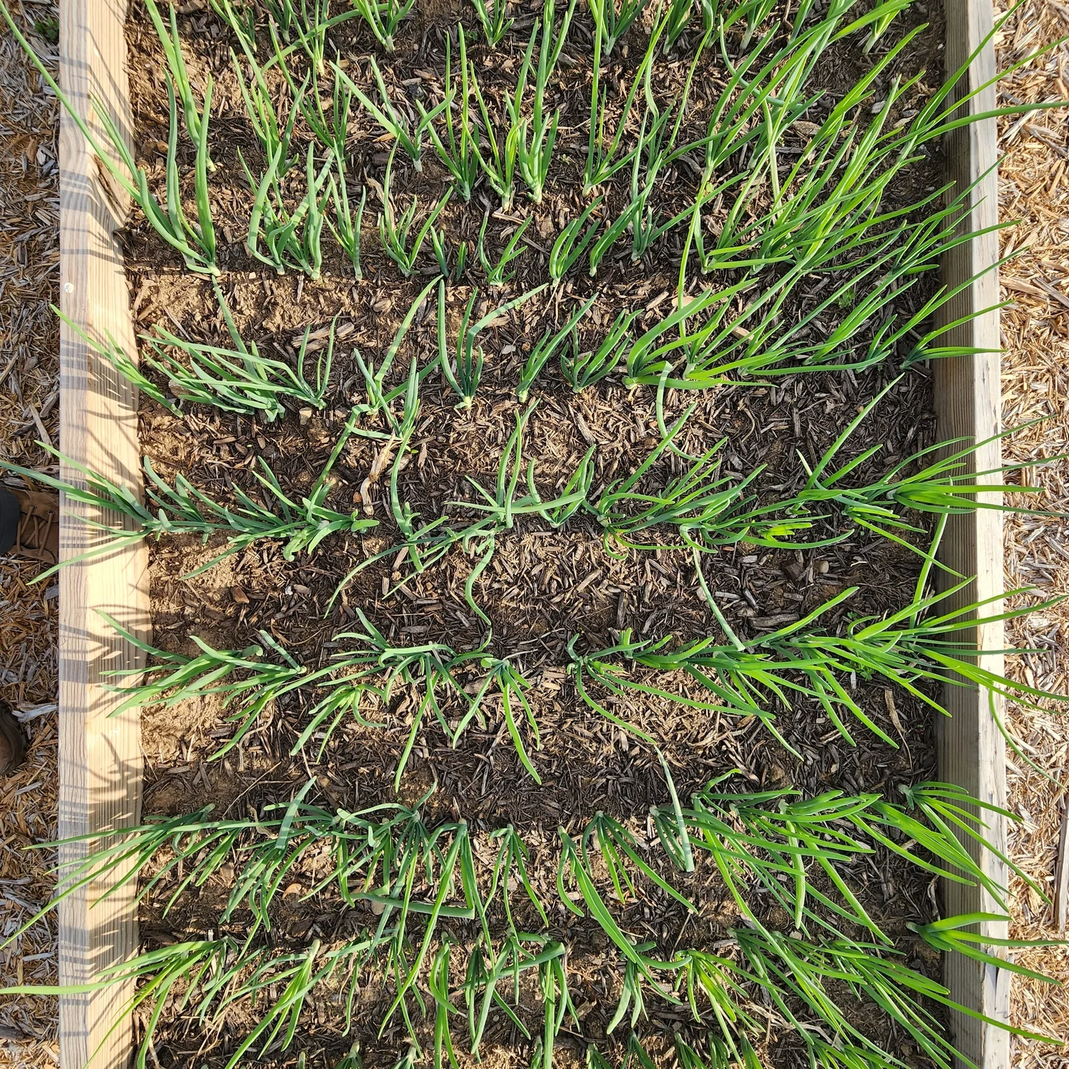 A Fresh Start: Early Spring Garden Crops — Bob's Market and Greenhouses