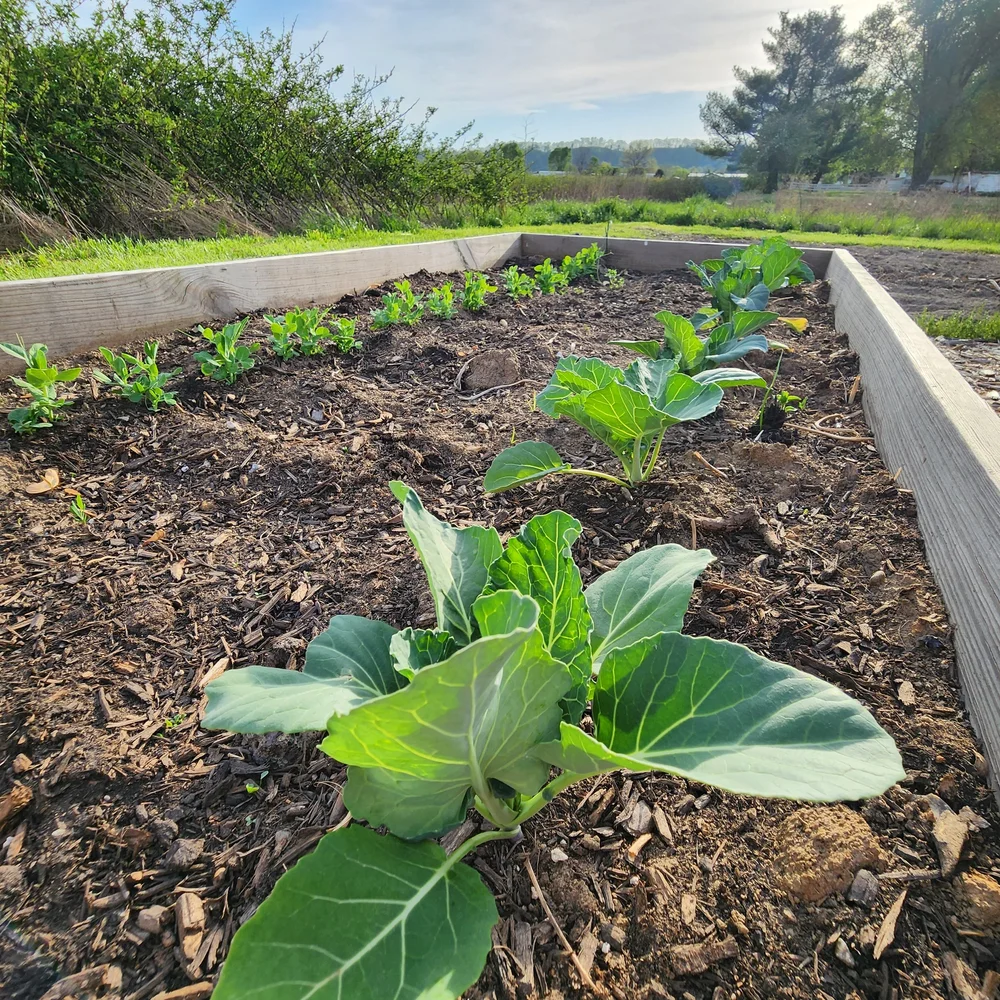 A Fresh Start: Early Spring Garden Crops — Bob's Market and Greenhouses