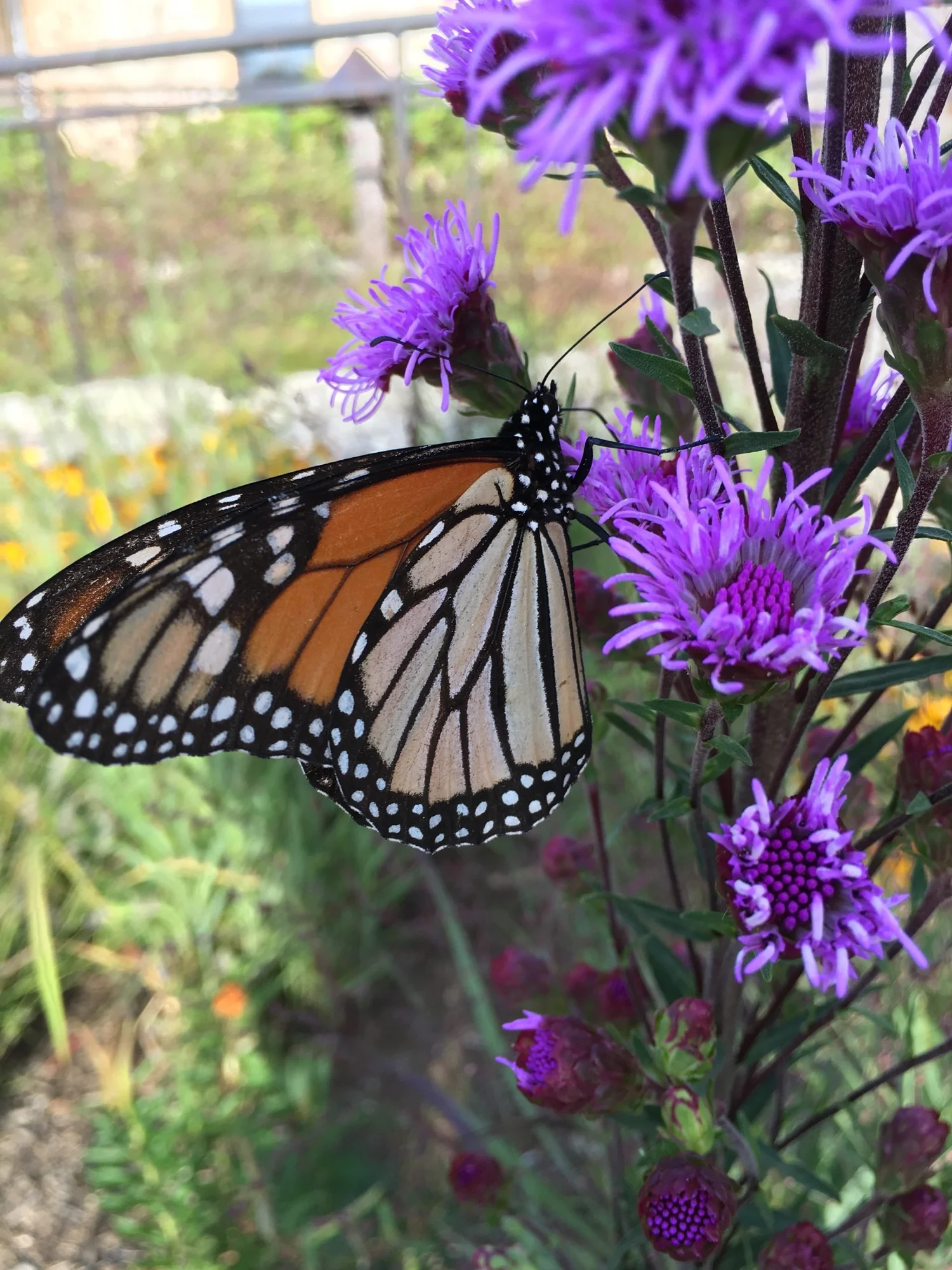 Fall Pollinator Plants: How to Keep Your Garden Buzzing Into Autumn ...