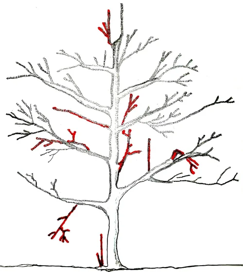 Pruning Trees: A Guide to Health, Beauty, and Productivity — Bob's ...