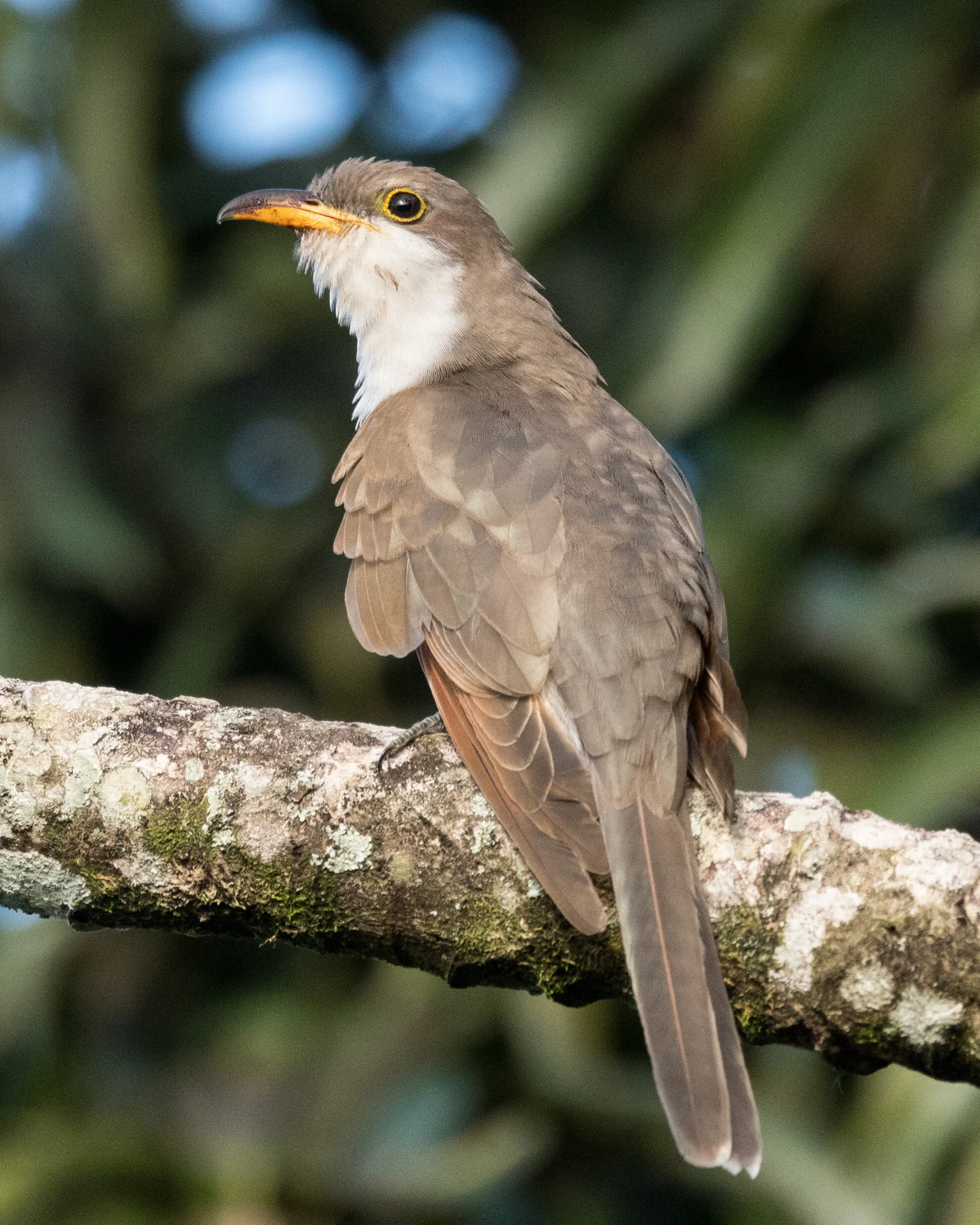 Four Cuckoos — glwalker.com