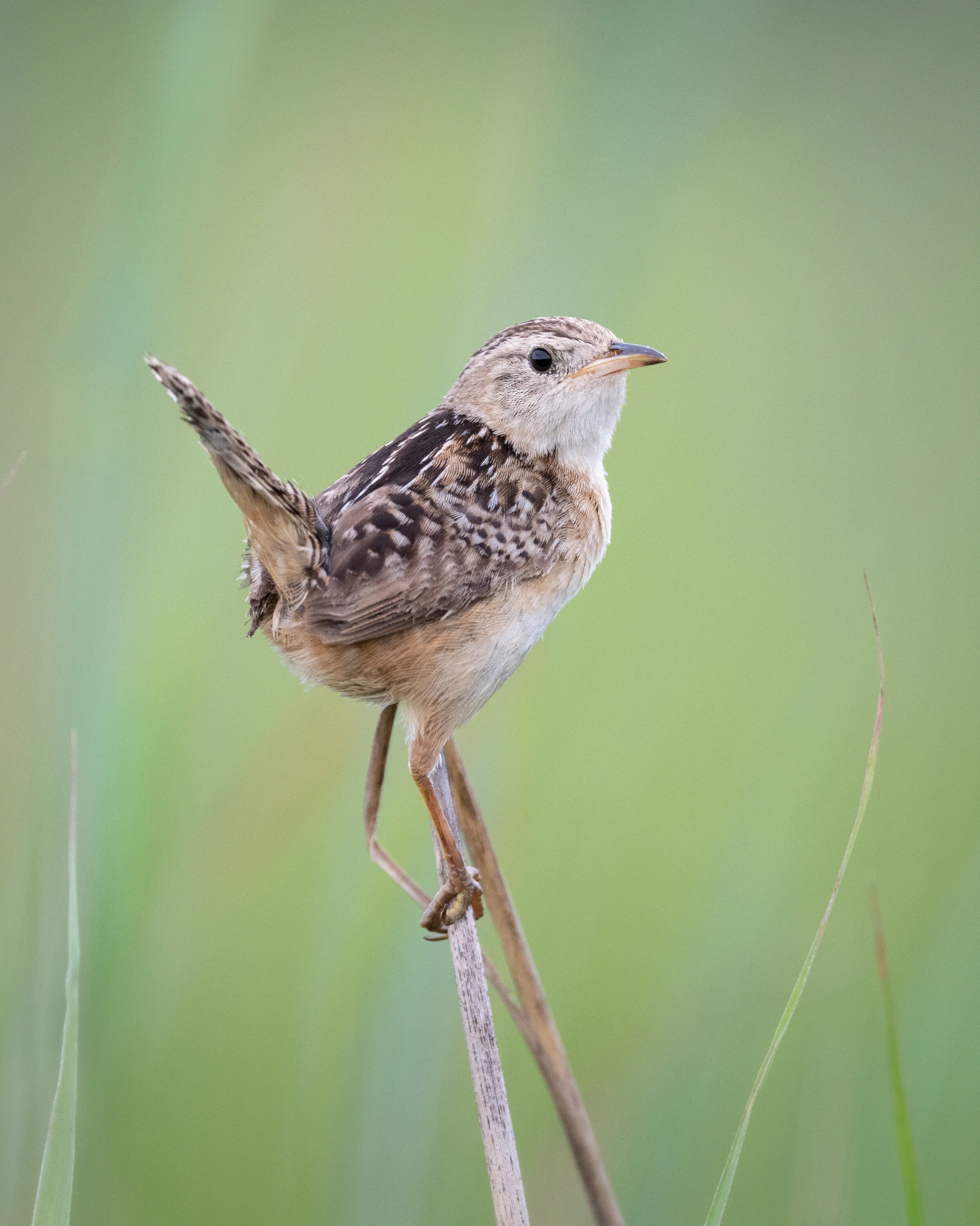 Sedge Wren — glwalker.com