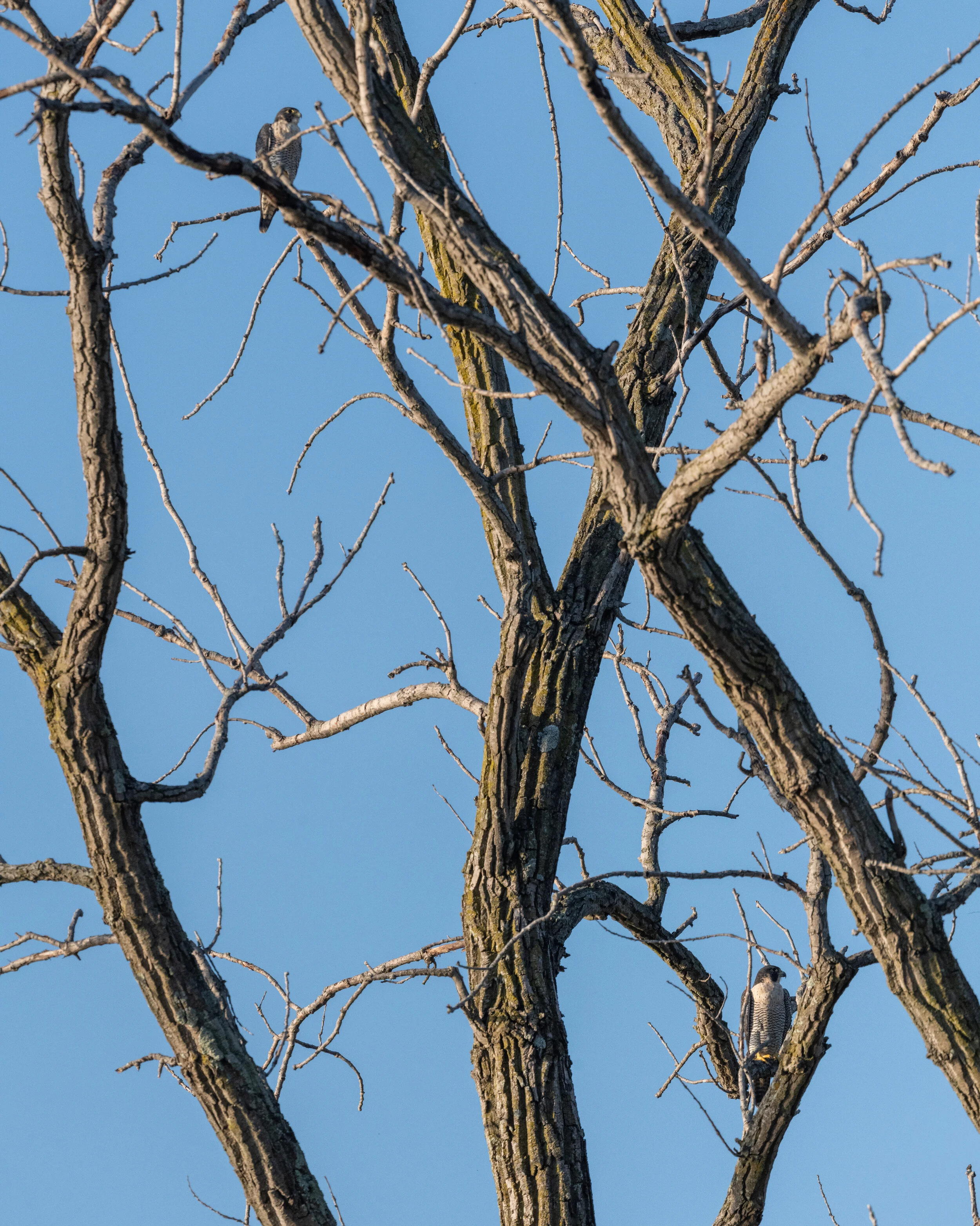 Nemesis Bird — glwalker.com