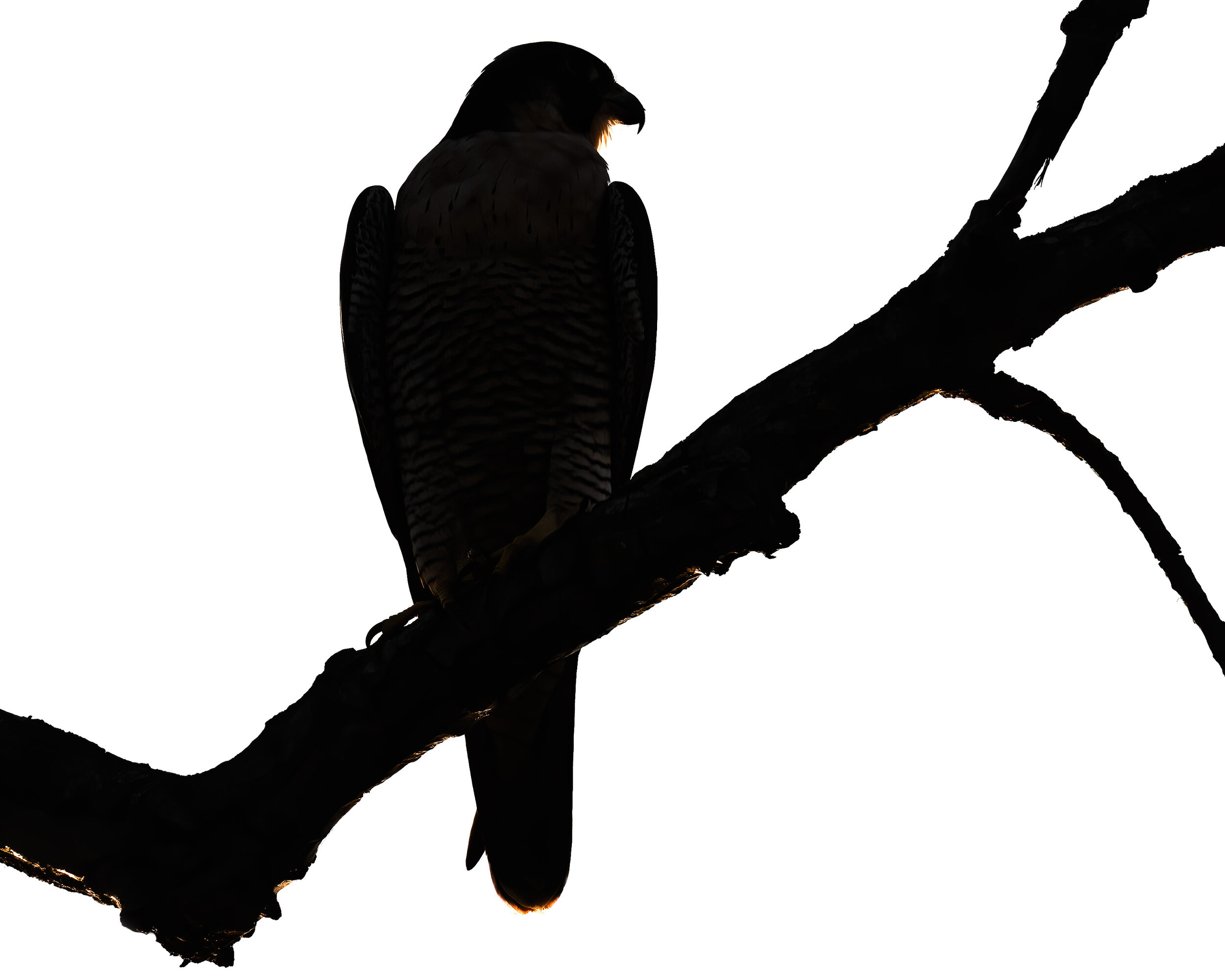 Nemesis Bird — glwalker.com