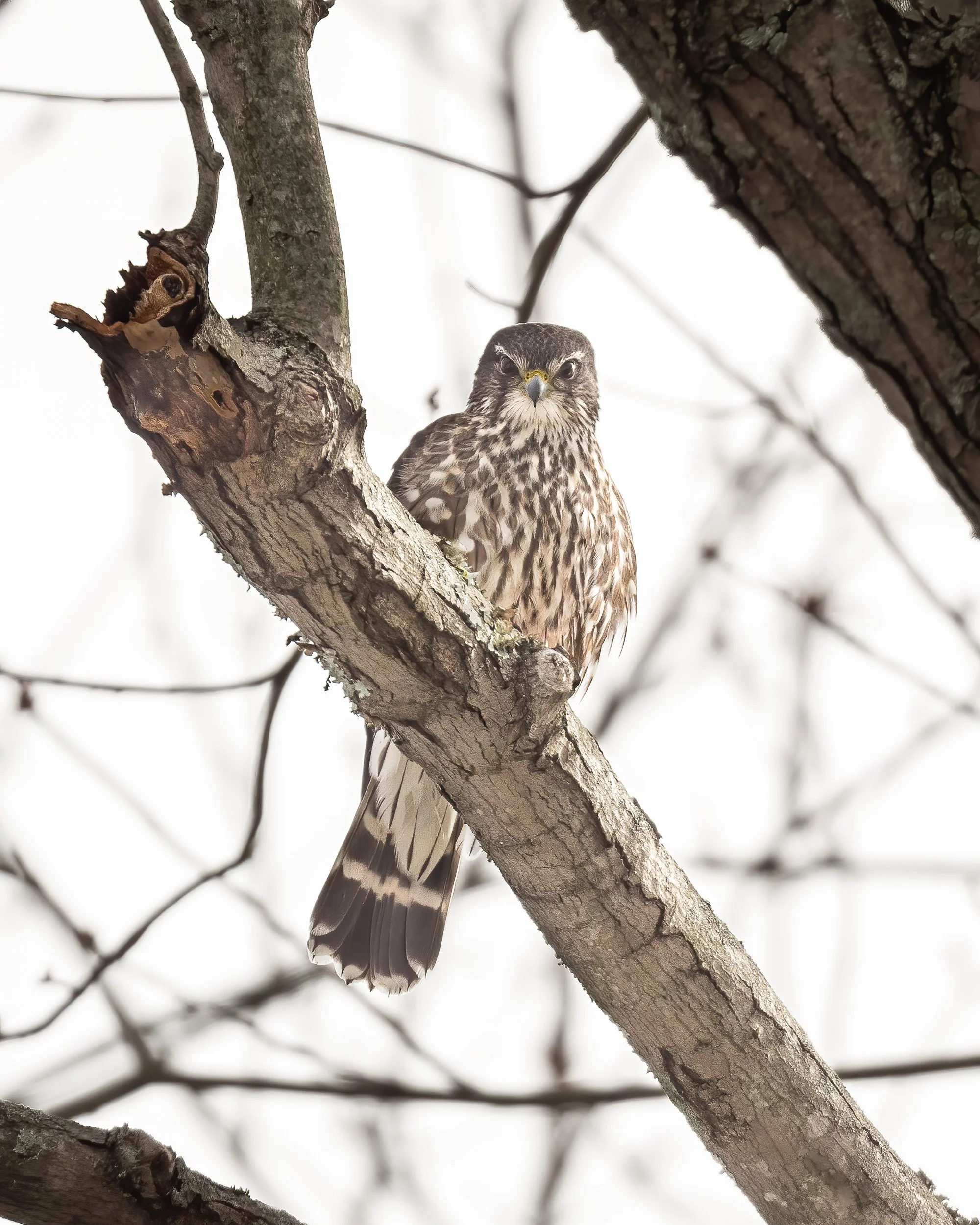 Wizard or Falcon, Which Merlin Came First? — glwalker.com