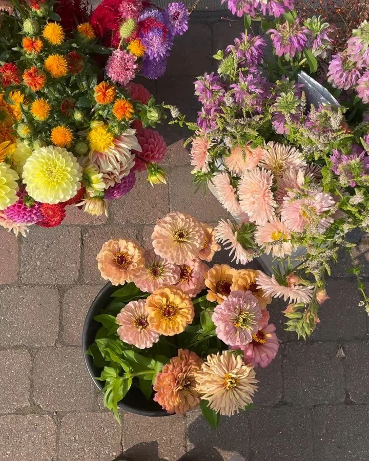 Hei Sister| Florists in Belgium