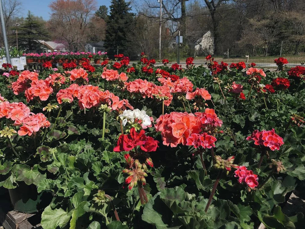 10 Flowers That Can Withstand The Heat — Garden Valley Farmers Market