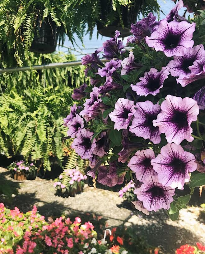 10 Flowers That Can Withstand The Heat — Garden Valley Farmers Market