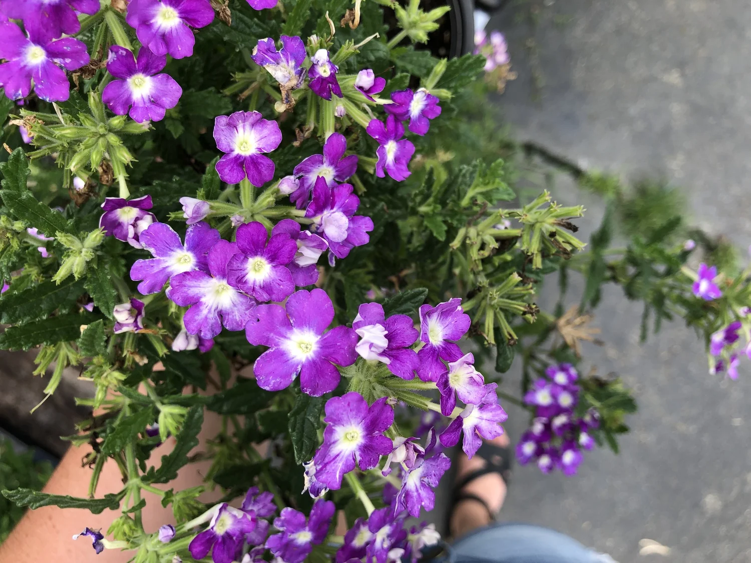 Verbena Little One
