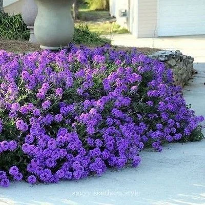How To Care For Verbena And Keep It Thriving — Garden Valley Farmers Market