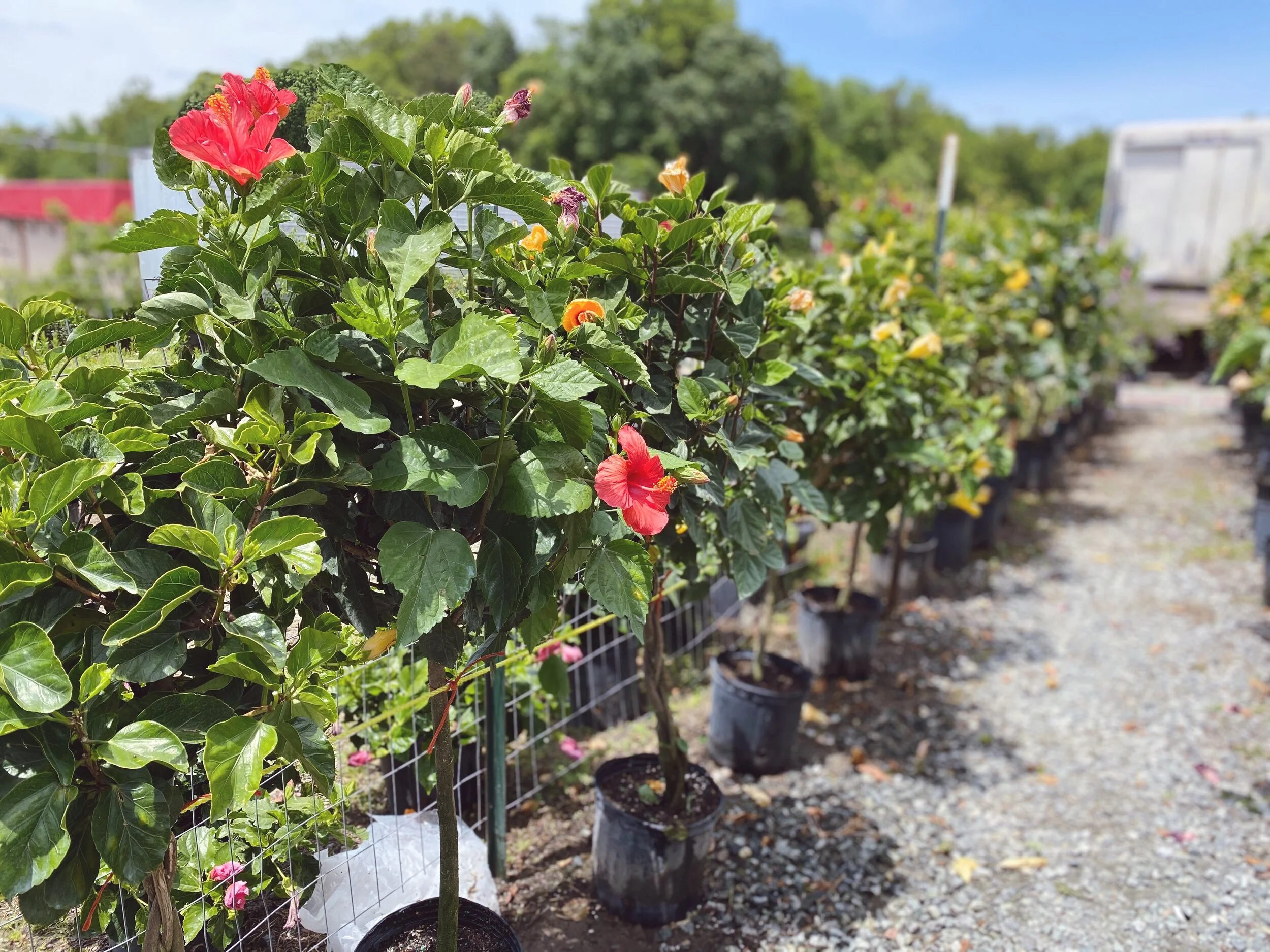 Growing Gorgeous Hibiscus — Garden Valley Farmers Market