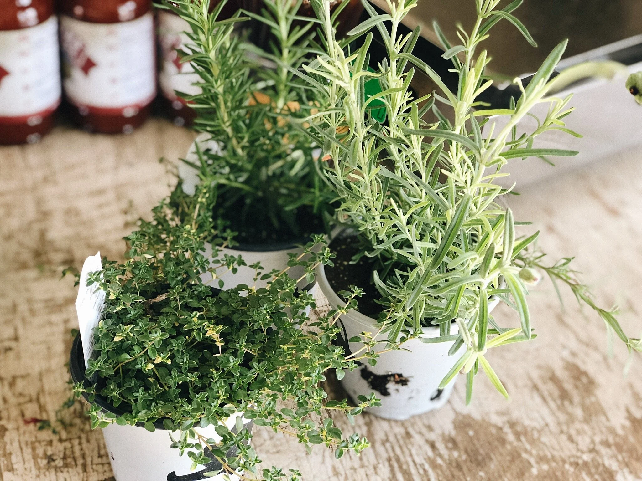 Growing Your Dream Herb Garden — Garden Valley Farmers Market
