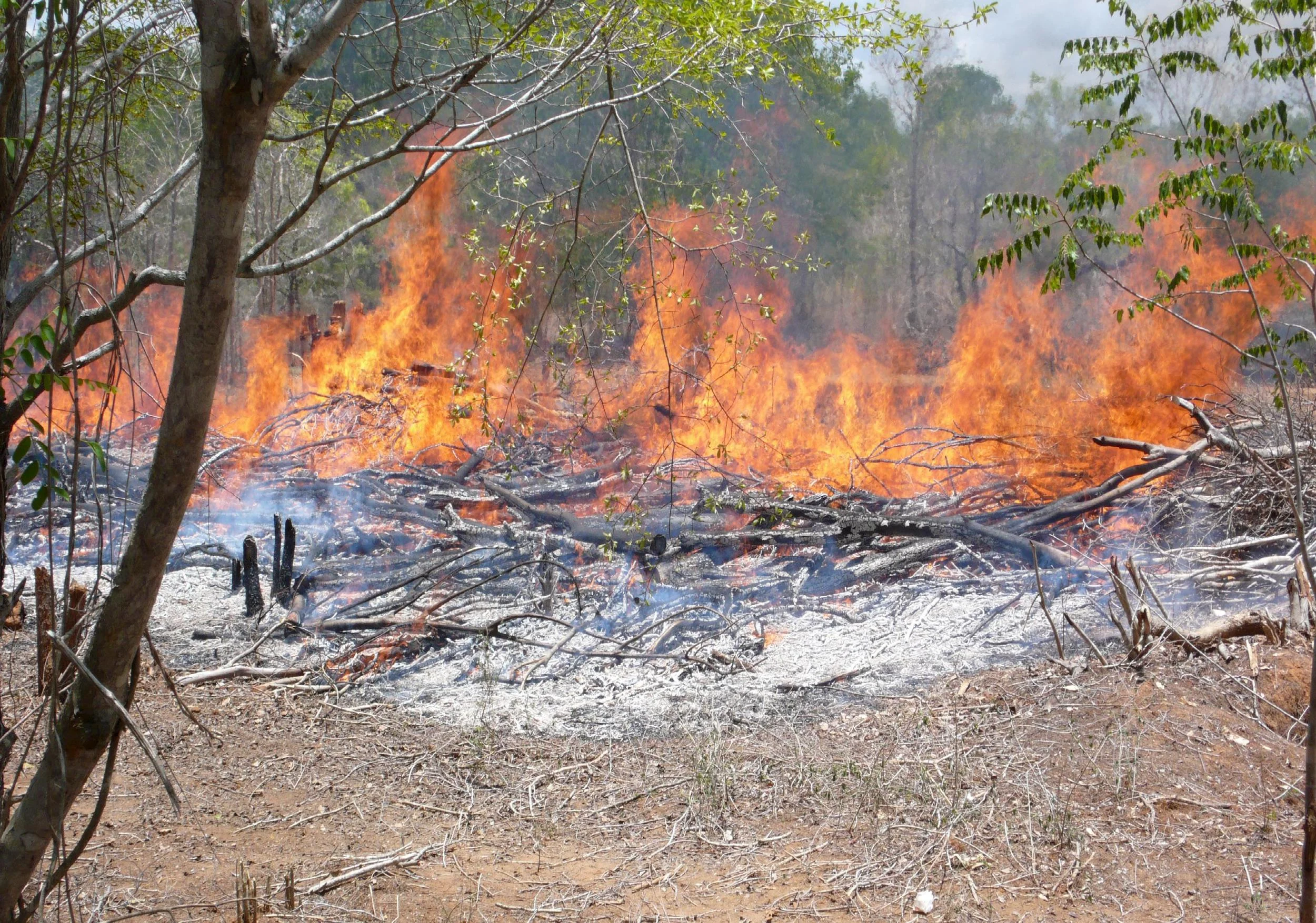 Slash and burn farming - eiright