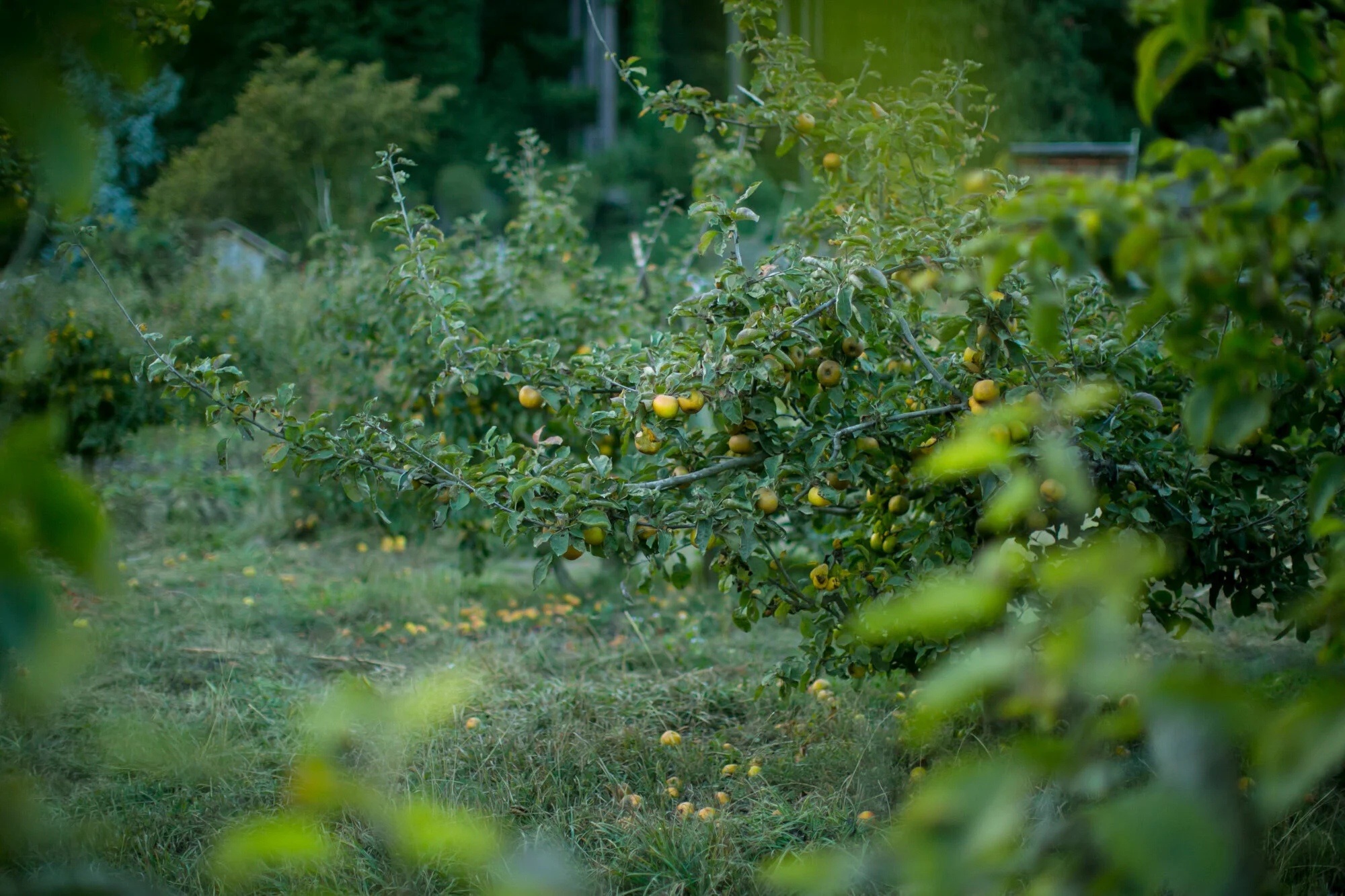 OZ Farm | Sustainable, Eco-Friendly, Organic Wedding Venue on the ...
